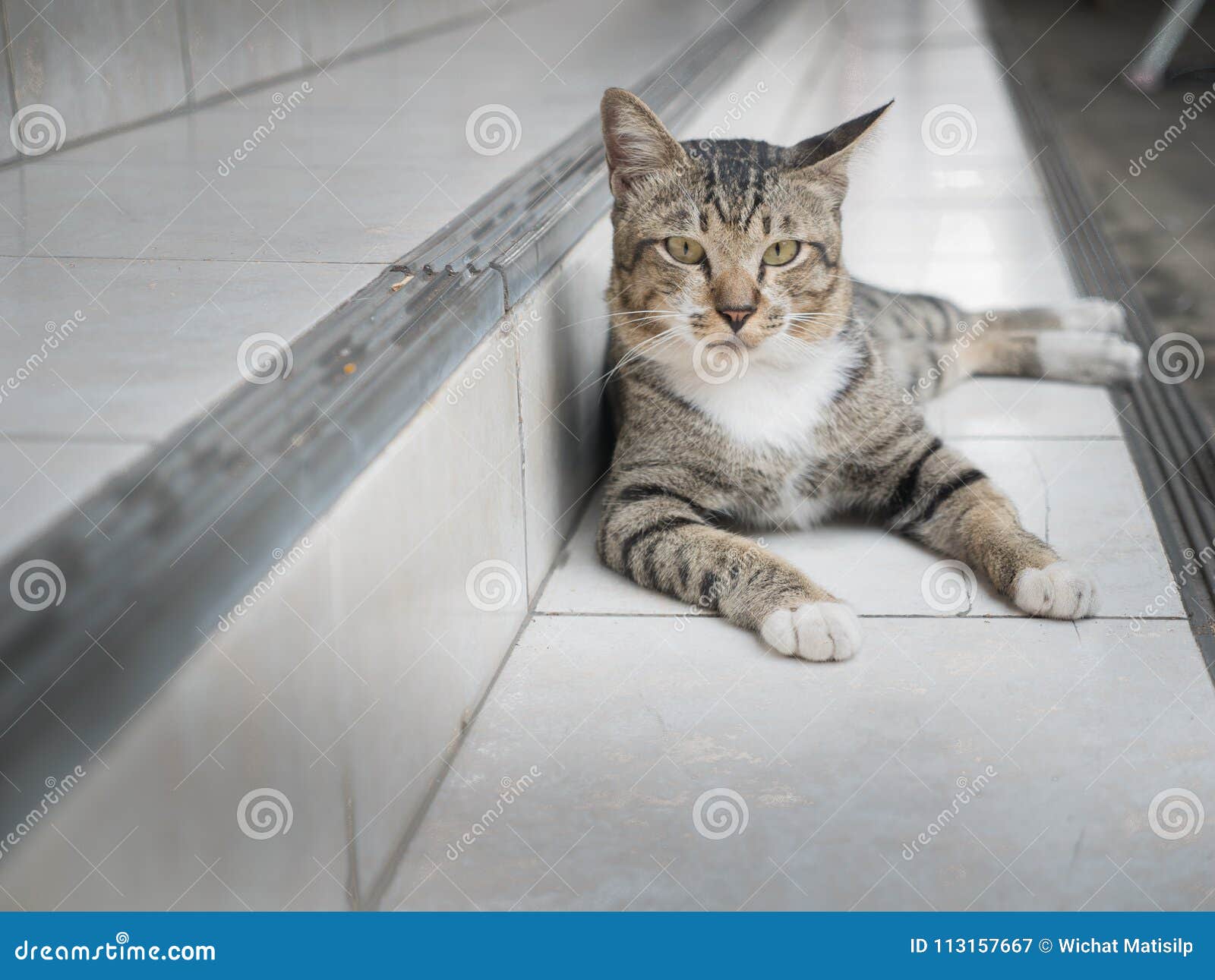 Cat Lying on the Stair stock image. Image of grey, feline - 113157667