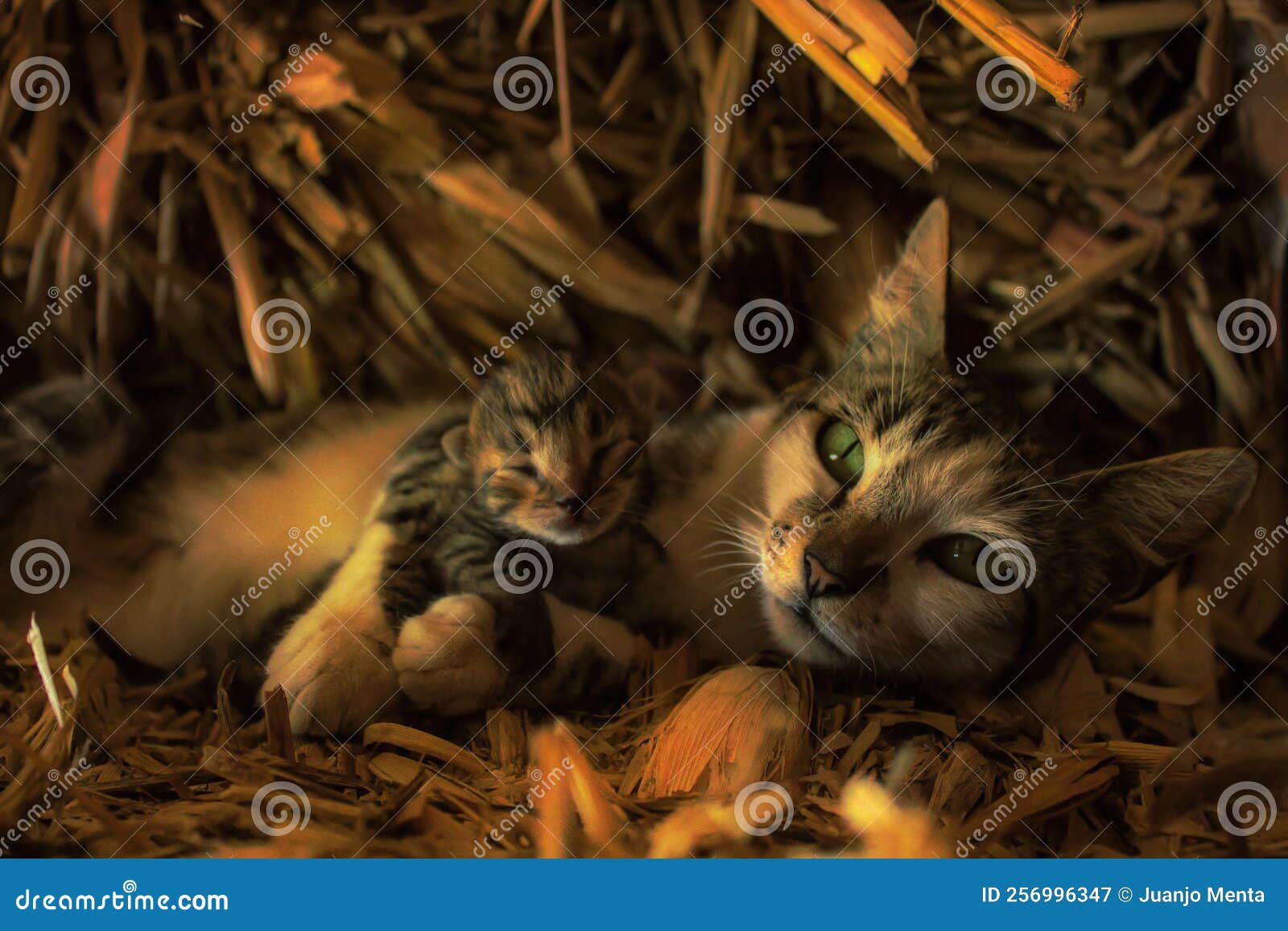 Cat Lying on Straw Hugging Her Baby Cat Stock Image - Image of cute ...