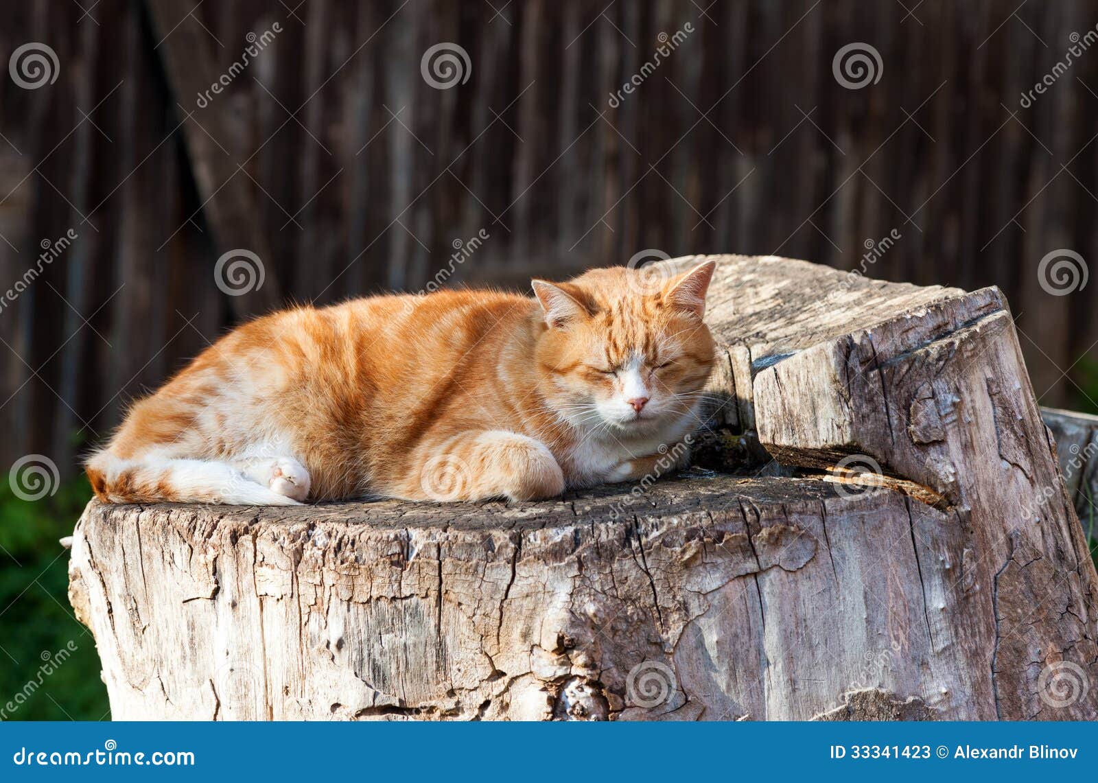 Cat lying on stump stock image. Image of wood, pattern - 33341423