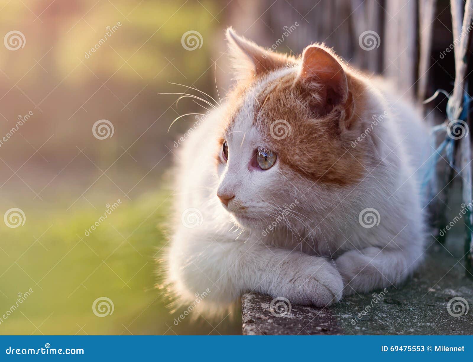 Cat lying on sunlight stock image. Image of beards, closeup - 69475553