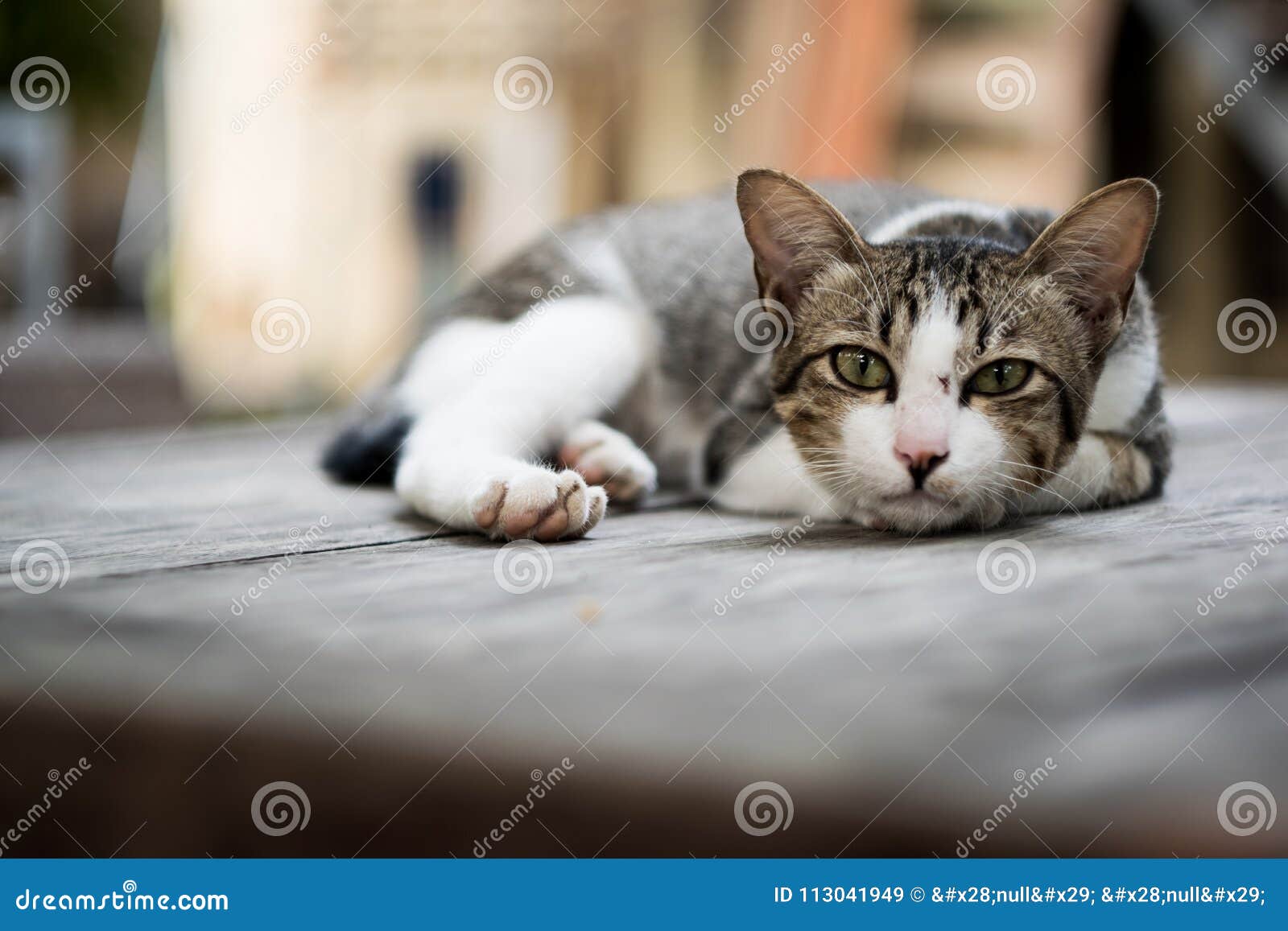 Cat lying on the table stock image. Image of adorable - 113041949
