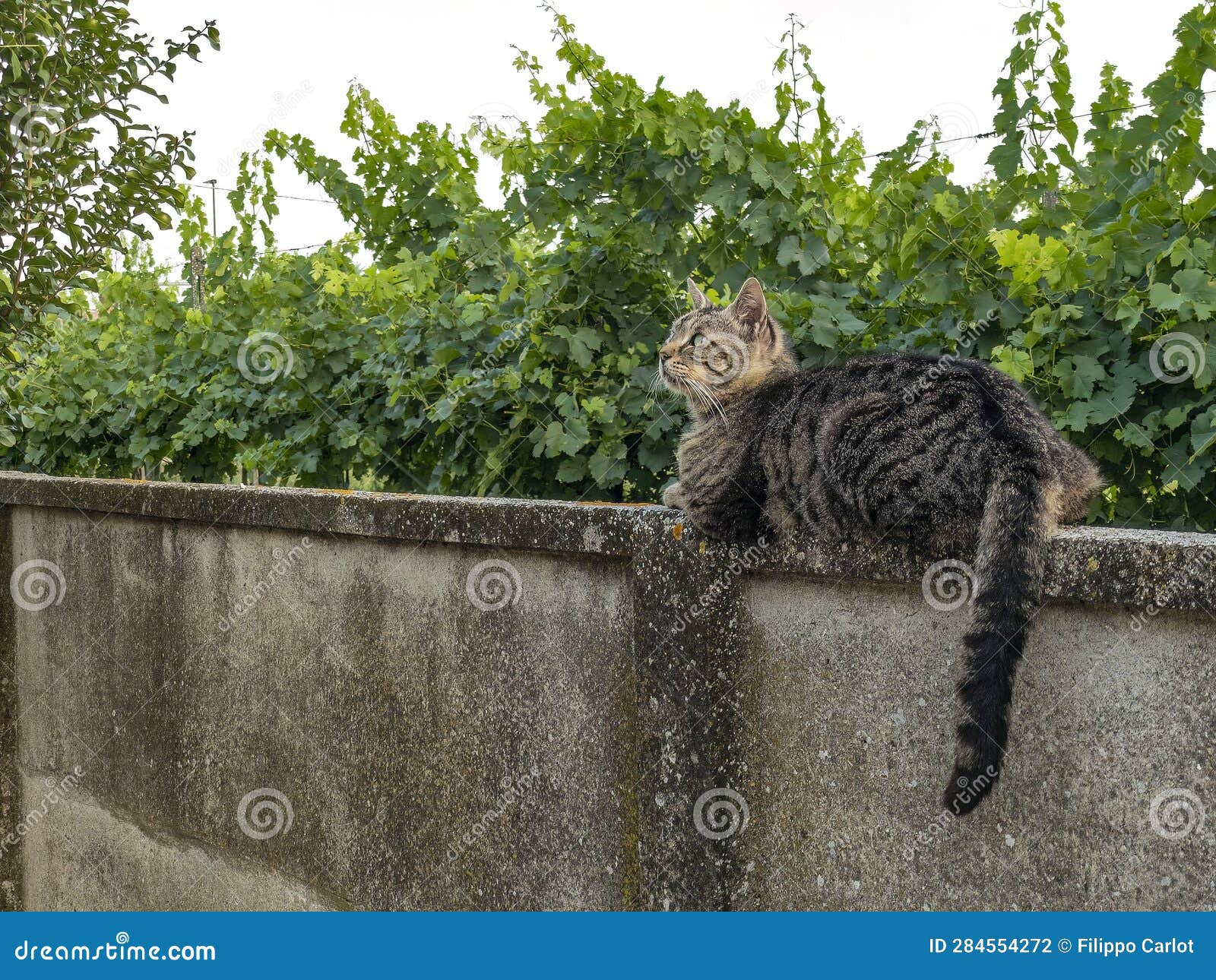 Cat lying on wall stock photo. Image of doze, wall, mammals - 284554272