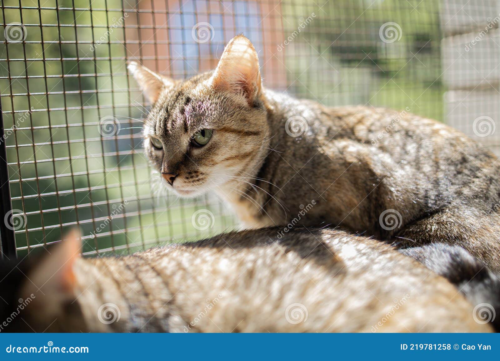 Cat Lying on a Window Sill in the Sunlight. Stock Photo - Image of ...