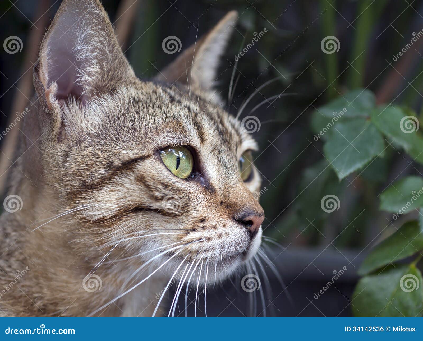 Cat Macro stock photo. Image of animal, beautiful, eyes - 34142536