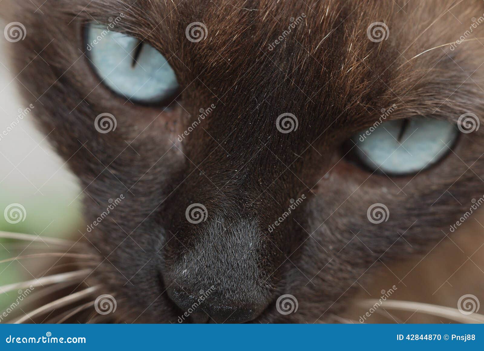 Cat macro stock photo. Image of head, face, brunette - 42844870