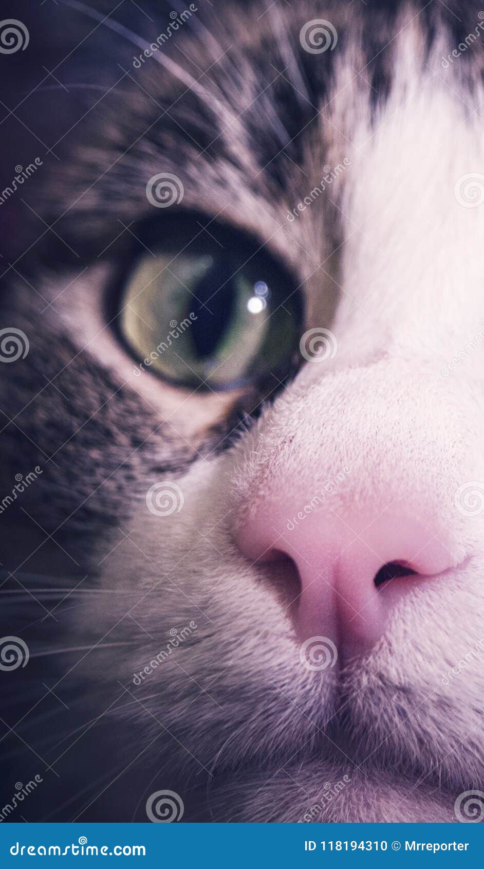 Cat stock photo. Image of closeup, portrait, tabby, whisker - 118194310