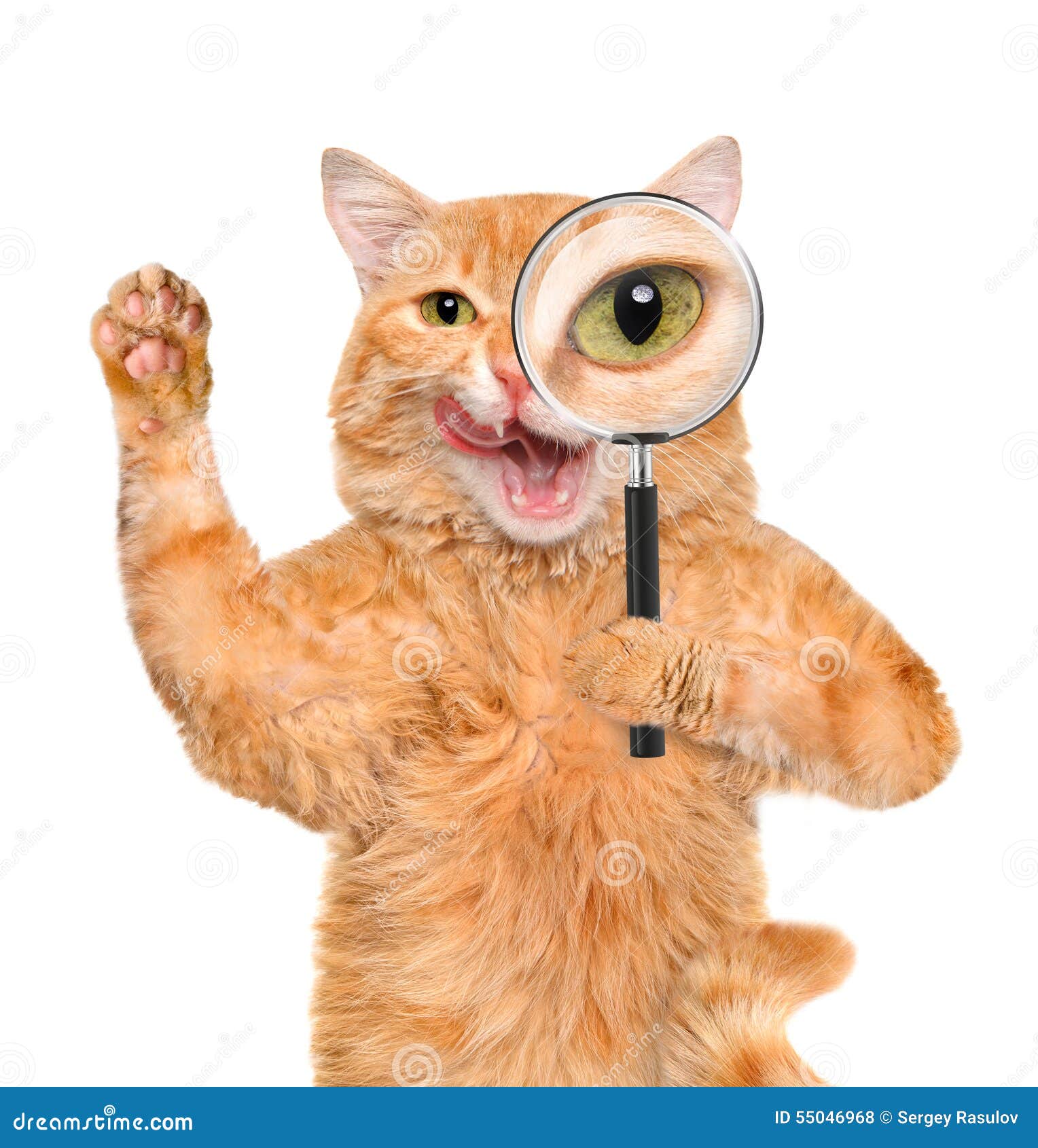 Cat with Magnifying Glass and Searching . Stock Photo - Image of crime ...