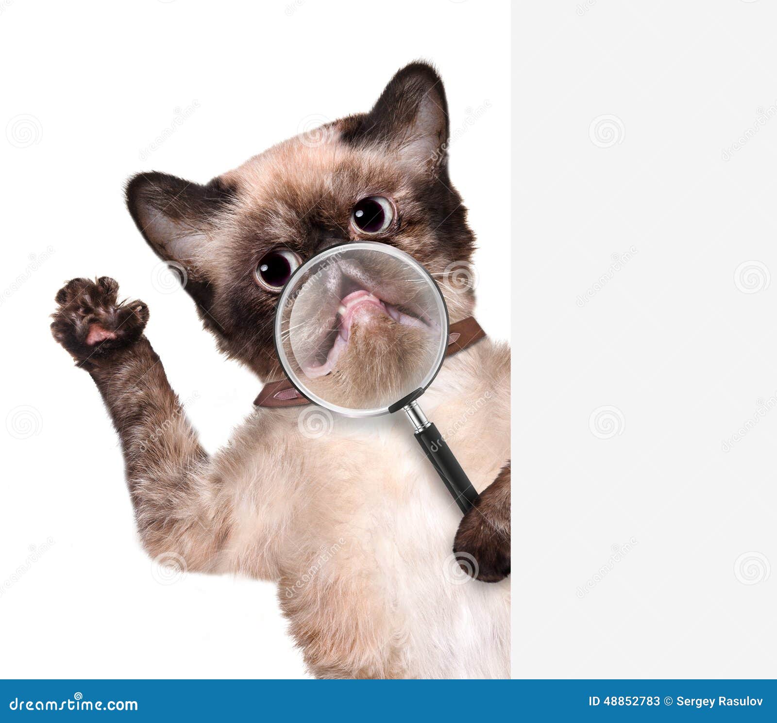 Cat with Magnifying Glass. Smile Stock Image - Image of health, dental ...