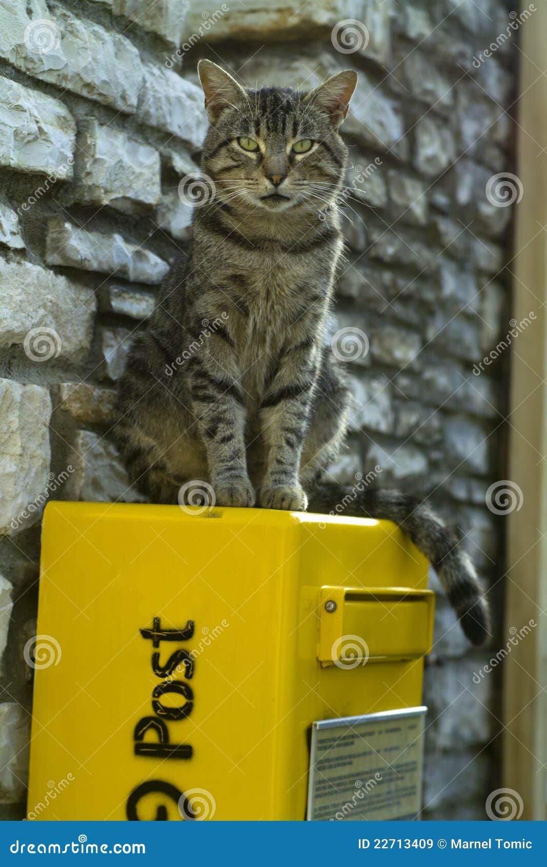 Cat on the mailbox stock image. Image of skin, animal - 22713409