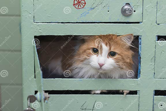 Cat in mailbox stock photo. Image of mailbox, pets, looking - 37141098