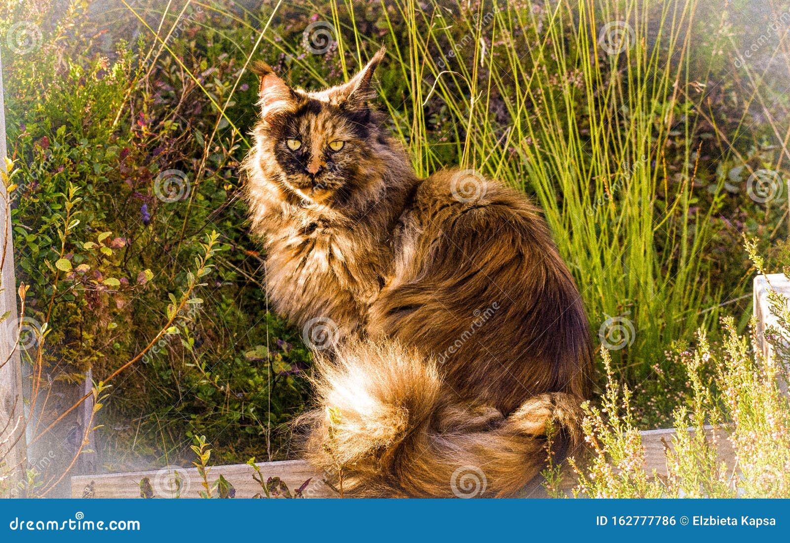 Cat maine coon stock photo. Image of small, bergen, beautiful - 162777786