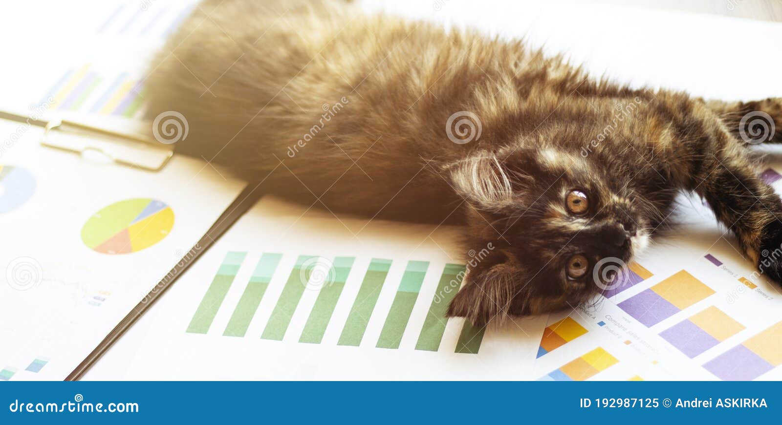 710 Cat Mess Stock Photos - Free & Royalty-Free Stock Photos from ...