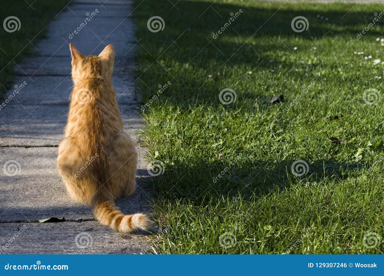 Cat Making Decision, Stay or Go Stock Photo - Image of warm, animal ...