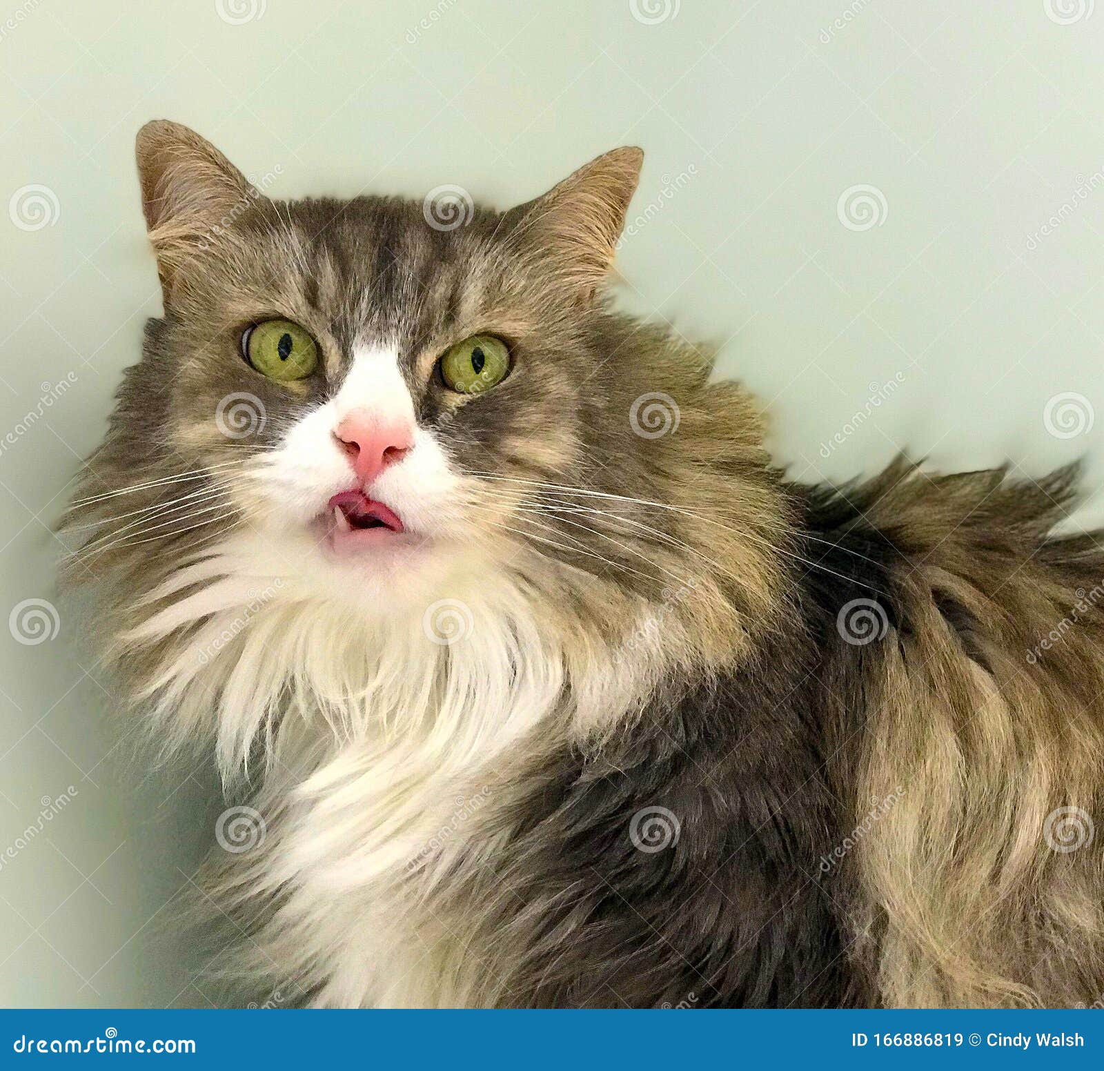 Cat making a funny face stock image. Image of siberian - 166886819
