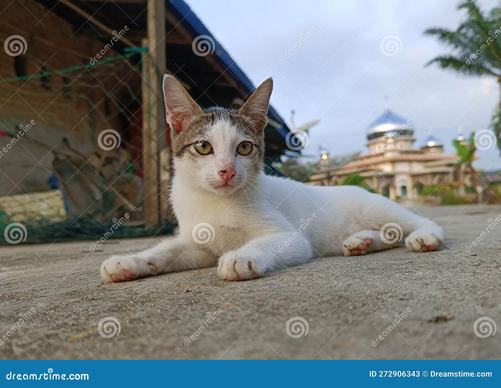 The Cat Male Young Sunrise in Morning Stock Image - Image of morning ...