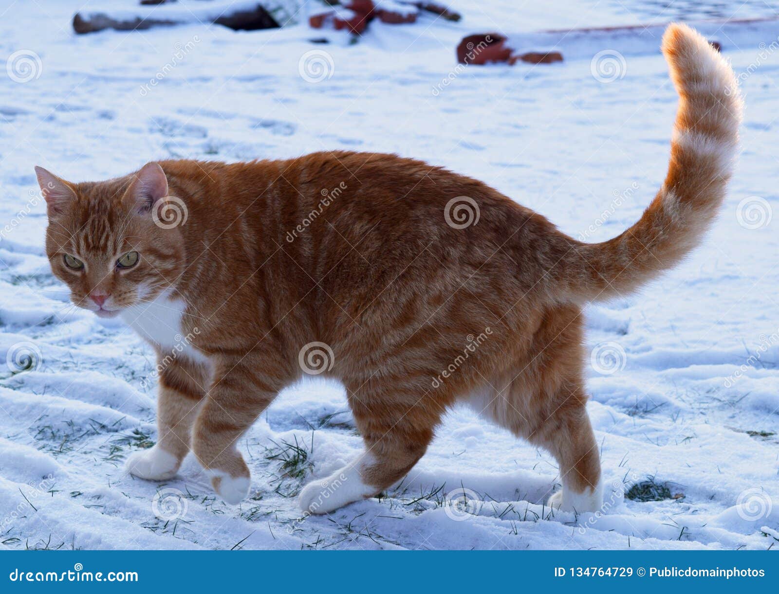 Cat, Mammal, Small To Medium Sized Cats, Fauna Picture. Image: 134764729