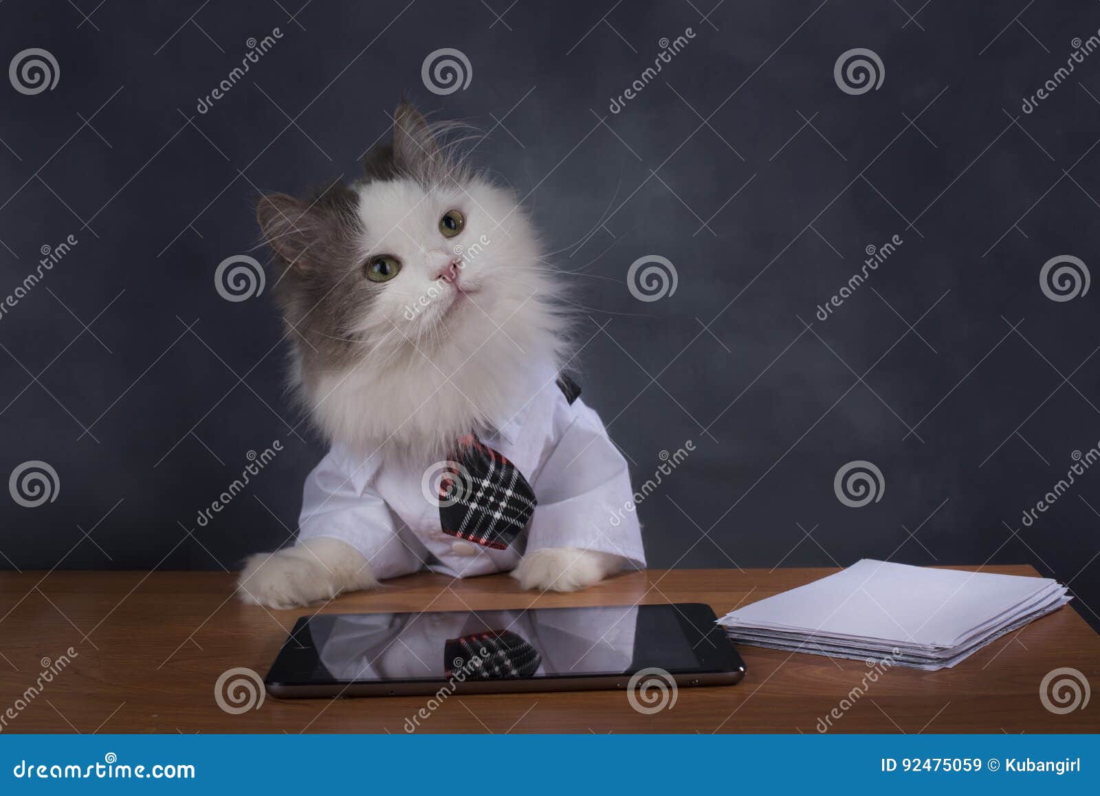 Cat Manager Misses the Office Stock Image - Image of boss, kitty: 92475059