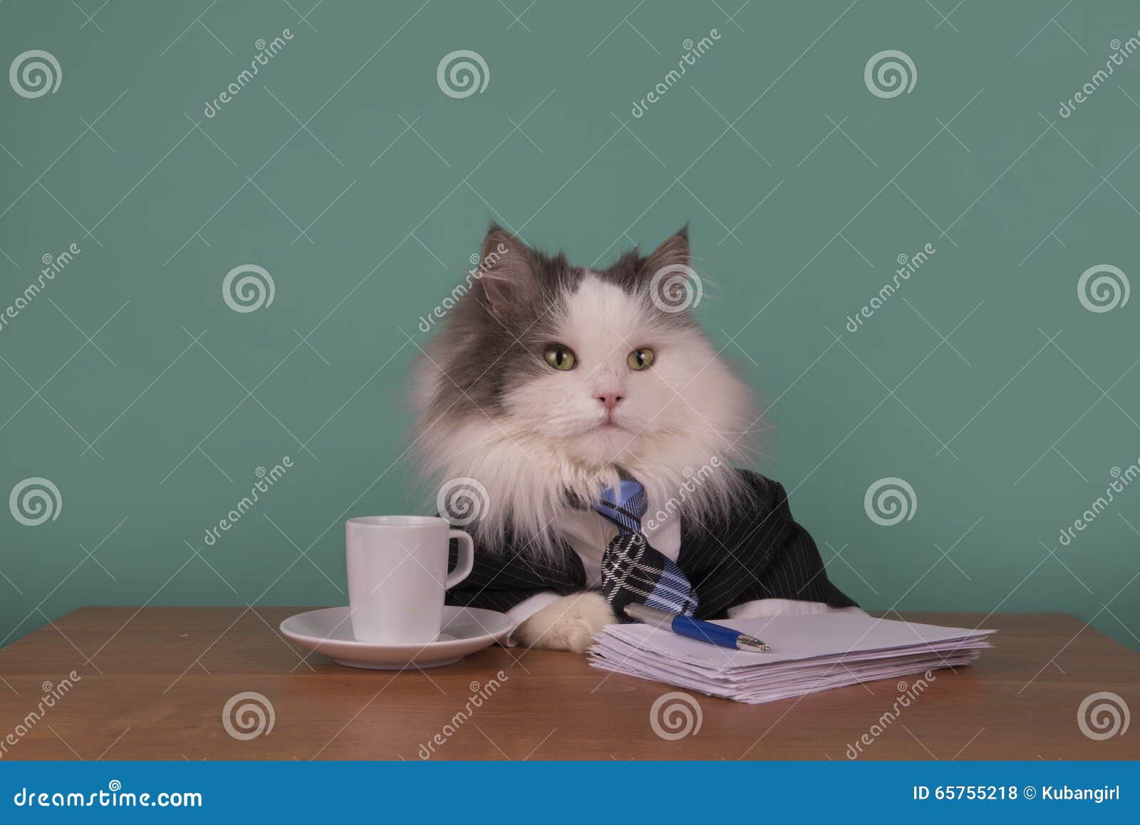 Cat Manager in a Suit Sitting in the Office Stock Photo - Image of ...