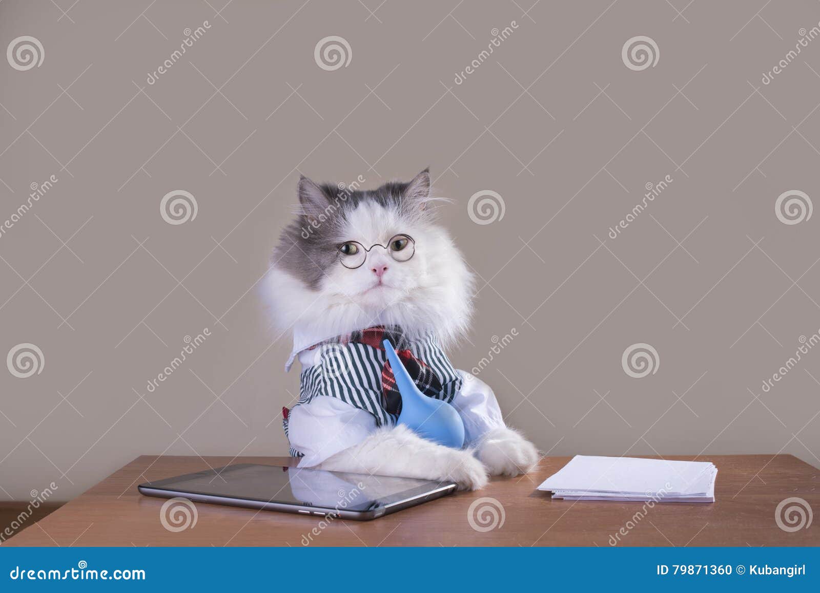 Cat Manager in a Suit Sitting in the Office Stock Photo - Image of lamp ...