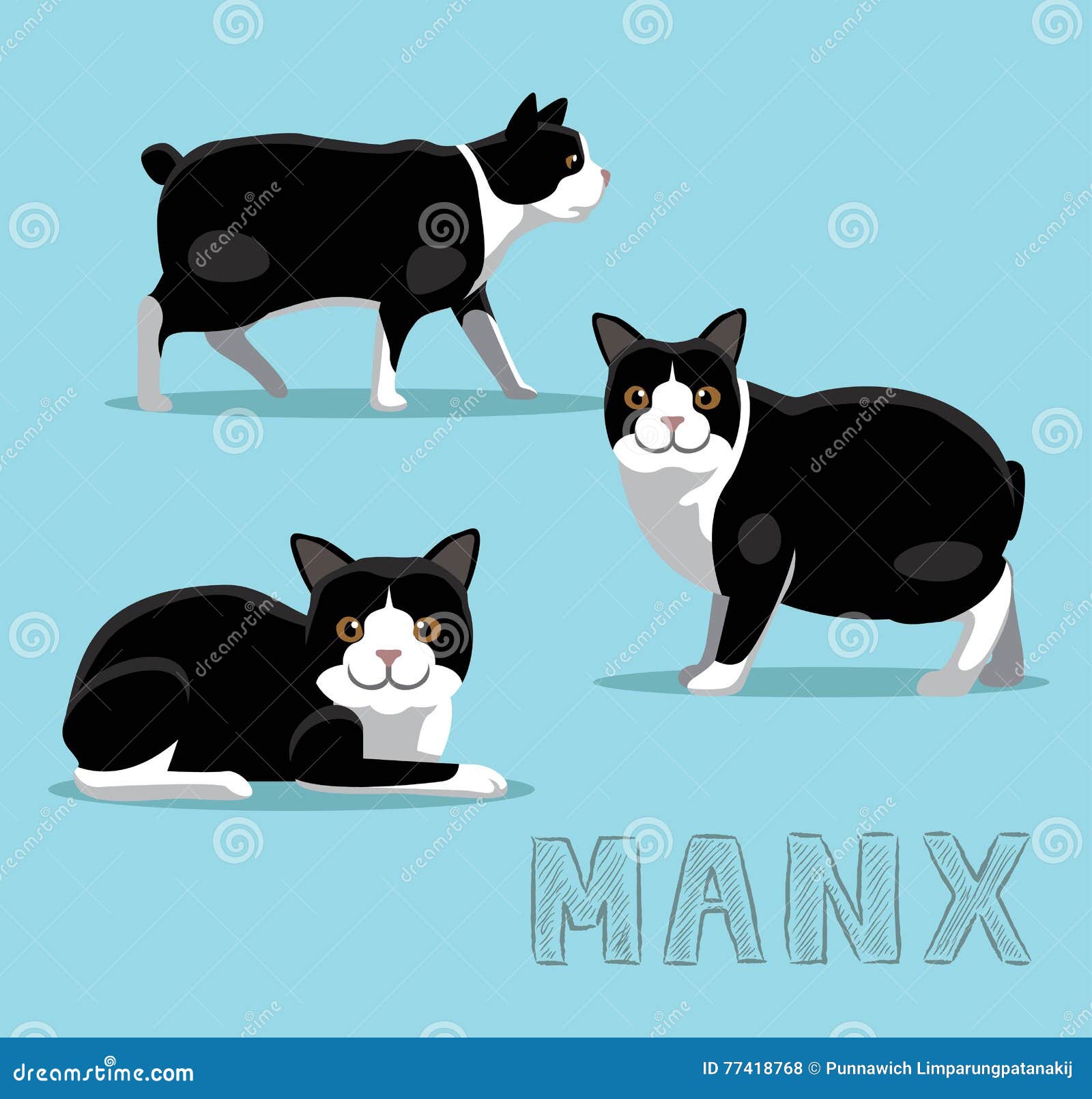 Tuxedo Manx Cat
