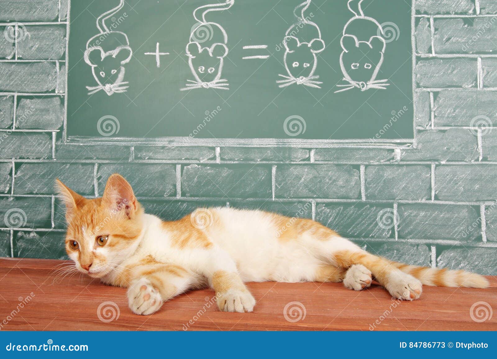 Cat mathematics stock image. Image of idea, kitty, advance - 84786773