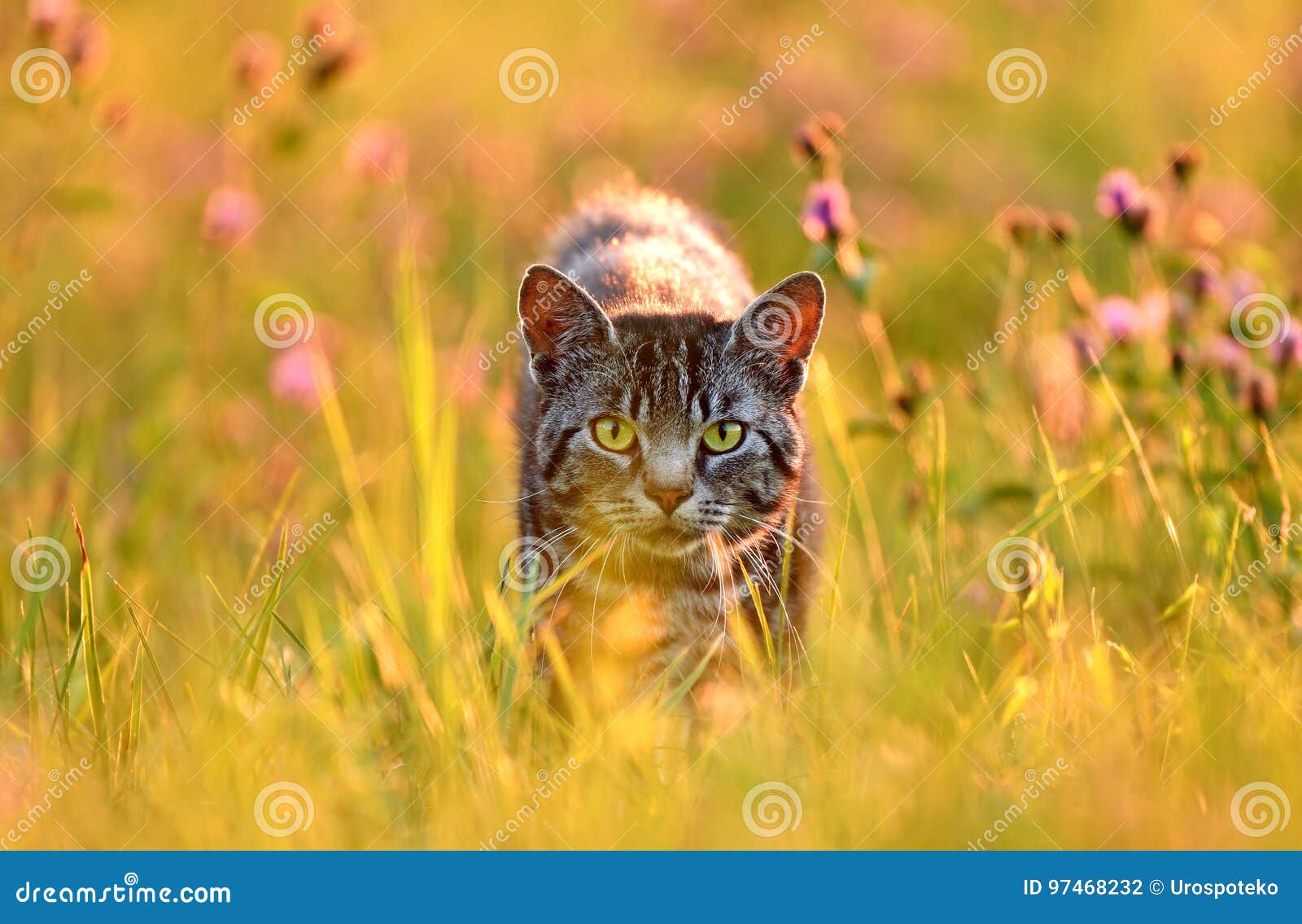 Cat Meadow Back Lit Golden Summer Evening Light Stock Photos - Free ...