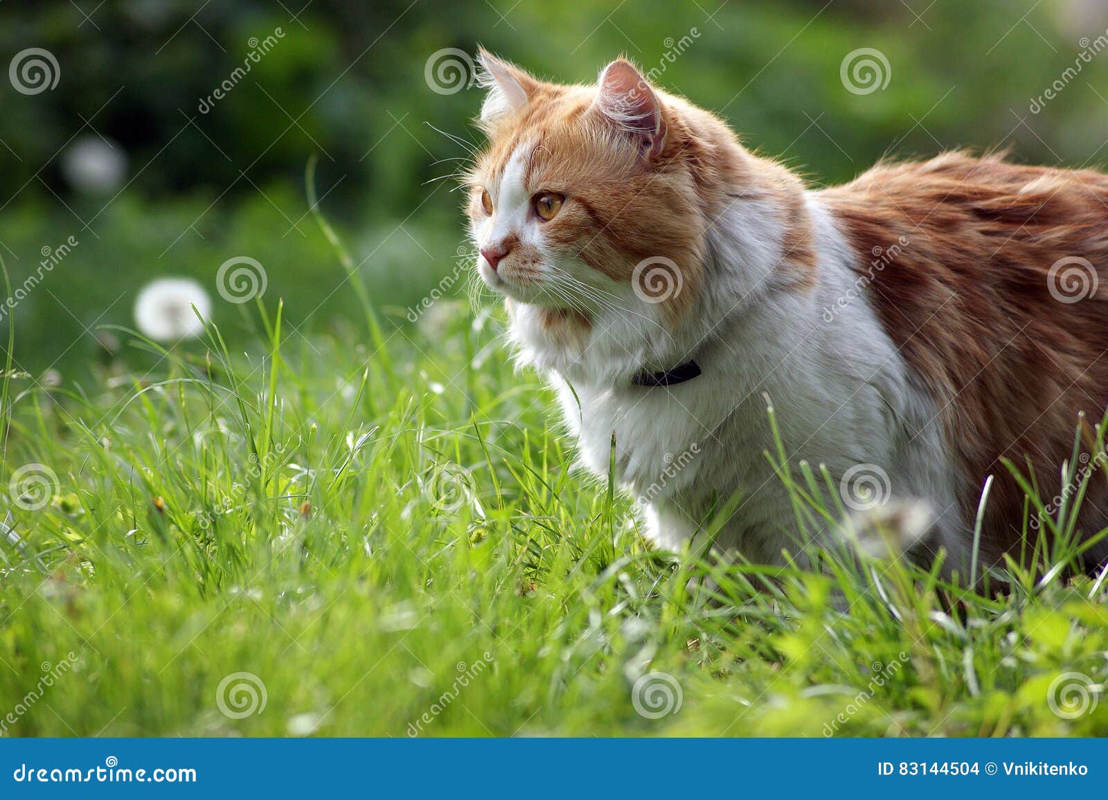 Cat on a meadow stock photo. Image of studio, indoors - 83144504
