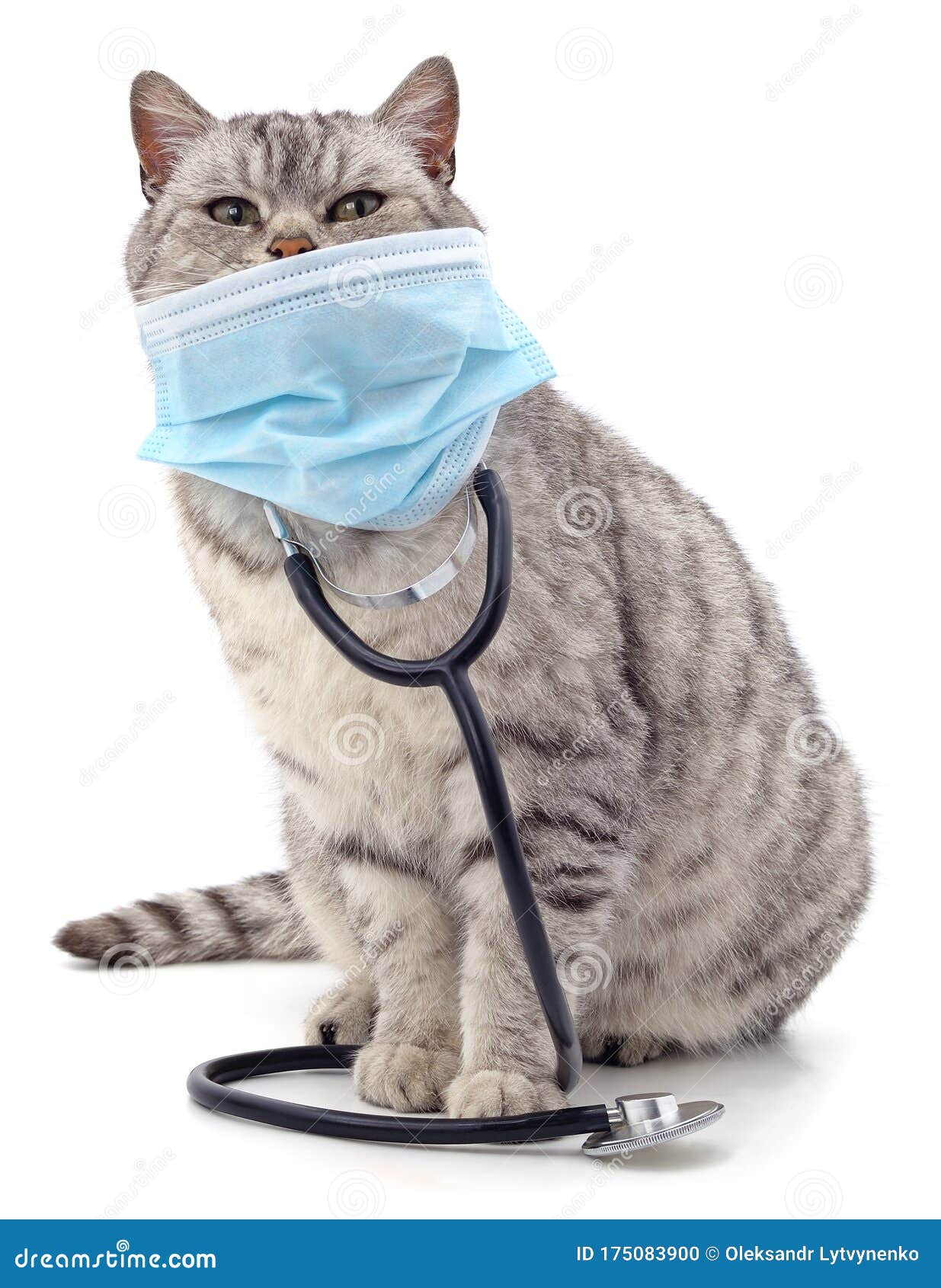 Cat in medical mask stock photo. Image of epidemic, emergency - 175083900