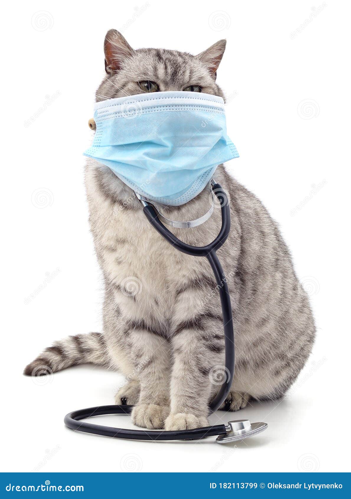Cat in medical mask stock image. Image of disease, medicine - 182113799