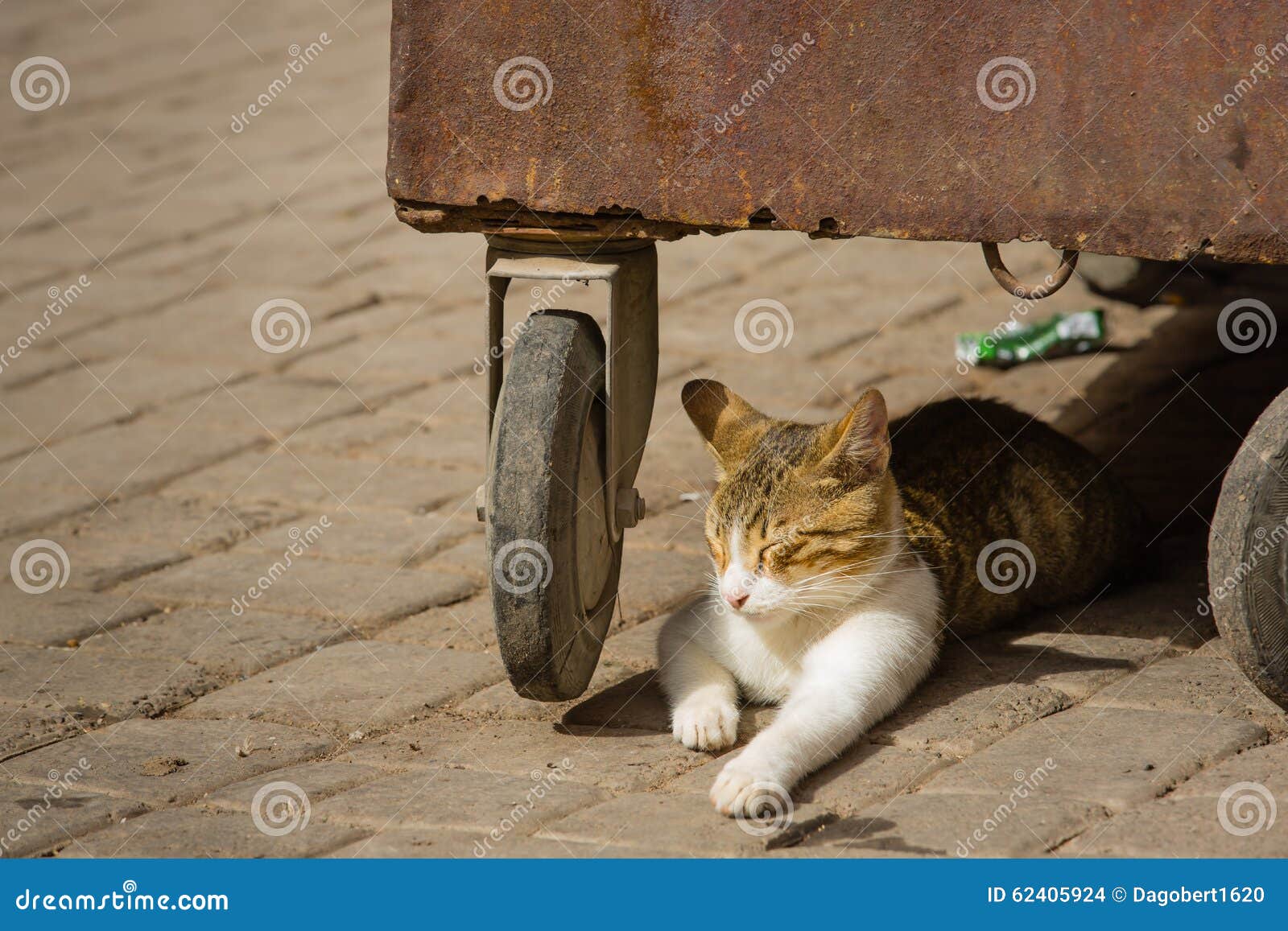 Cat of Medina stock photo. Image of marrakesh, outdoors - 62405924