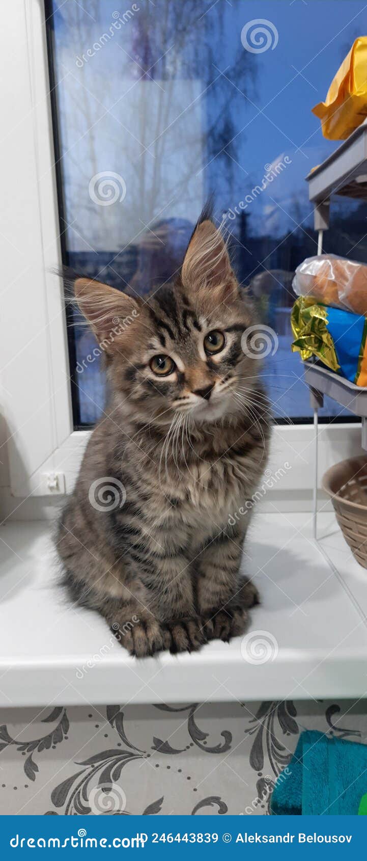 Cat meikun senya stock image. Image of carnivore, mammal - 246443839