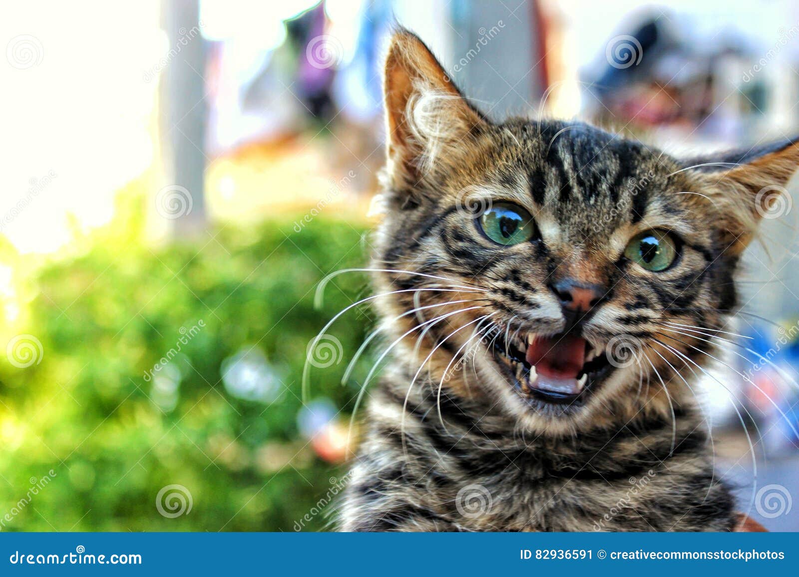 Cat Meowing Picture. Image: 82936591