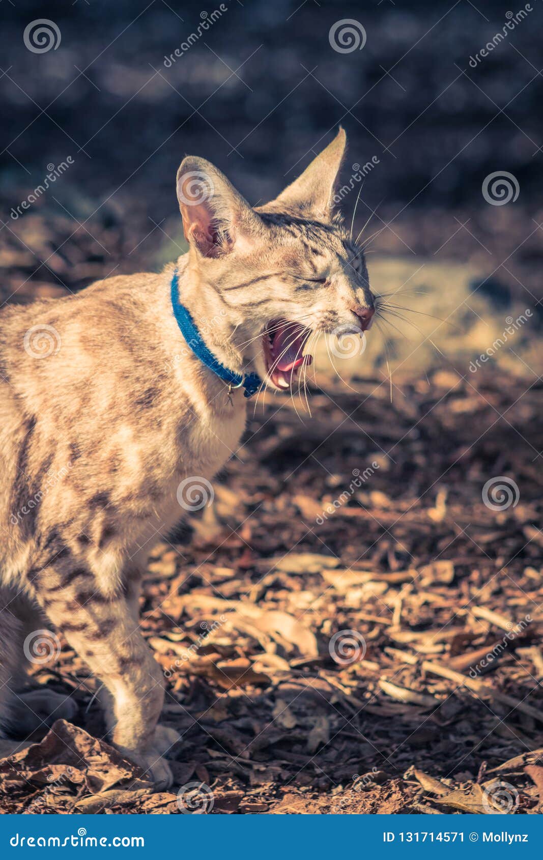 A Cat Meowing with Copy Space Stock Image - Image of cute, kitty: 131714571