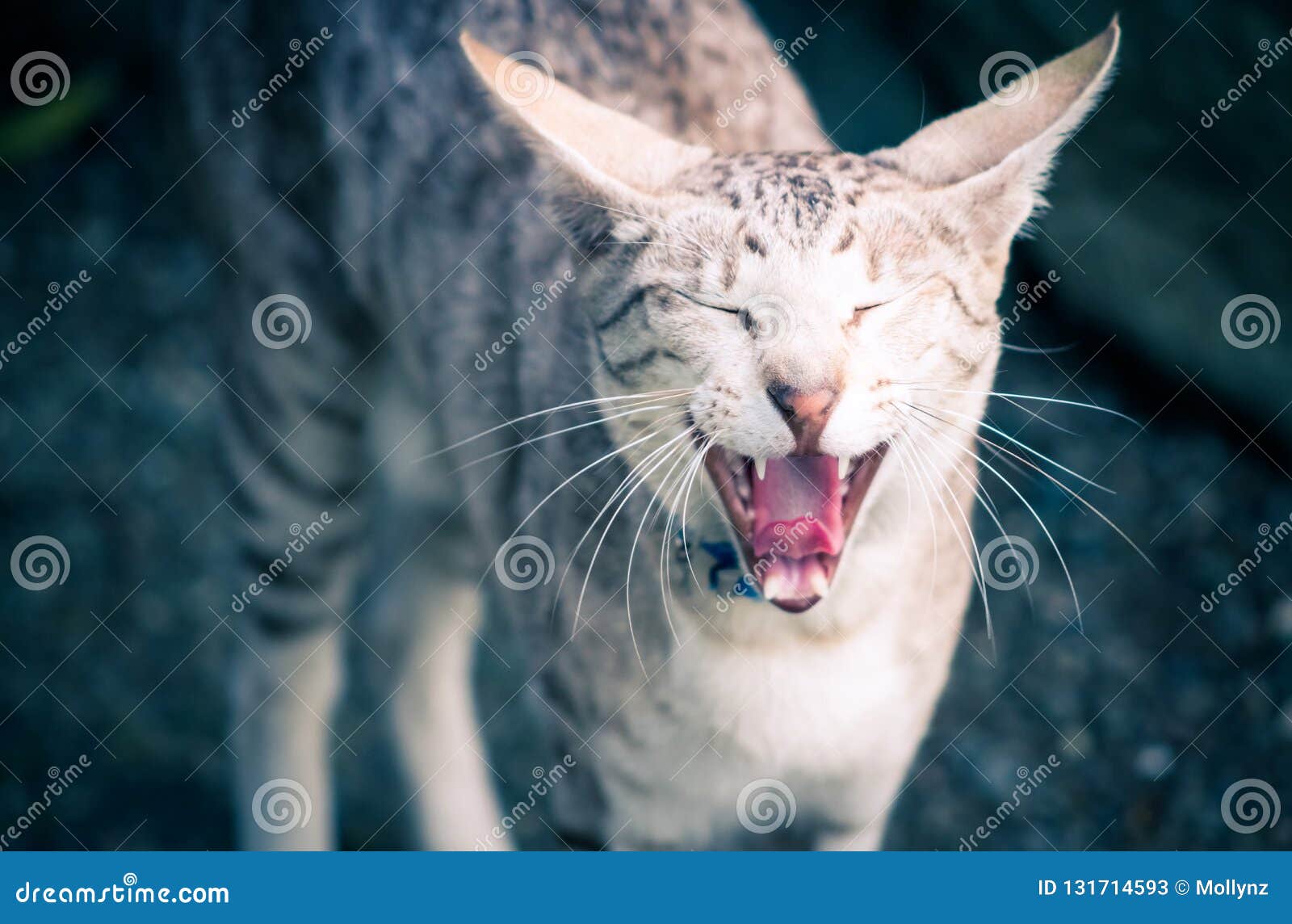A Cat Meowing with Copy Space Stock Image - Image of tabby, siamese ...