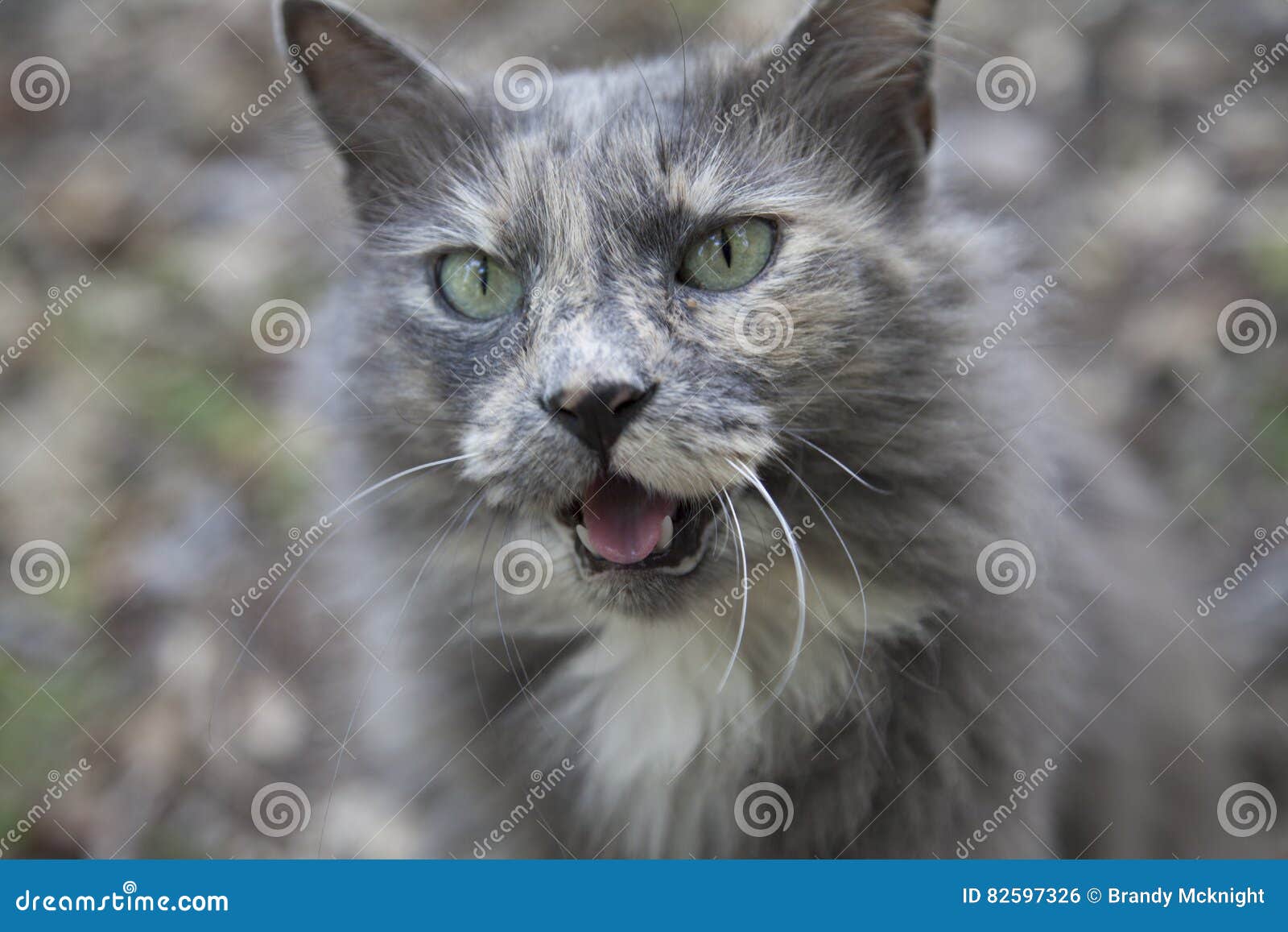 Cat Meowing stock photo. Image of beautiful, kitty, cute - 82597326