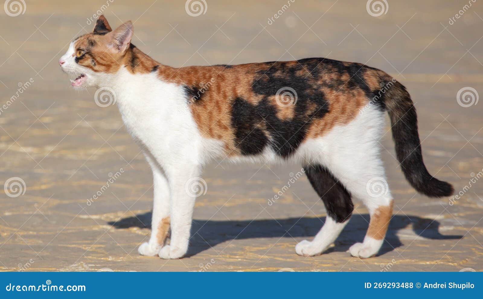 The cat meows in the park. stock photo. Image of negative - 269293488
