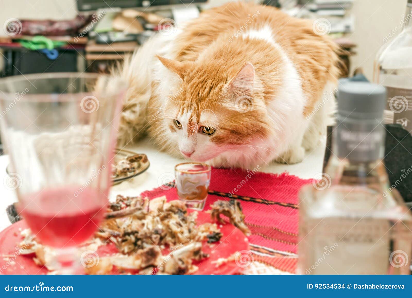 Cat on mess table stock photo. Image of drunk, funny - 92534534