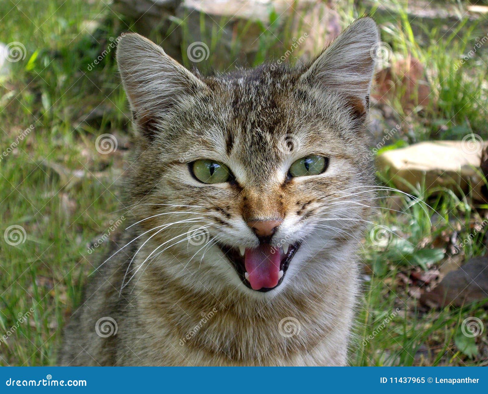 The cat mews stock image. Image of young, outdoor, kitten - 11437965