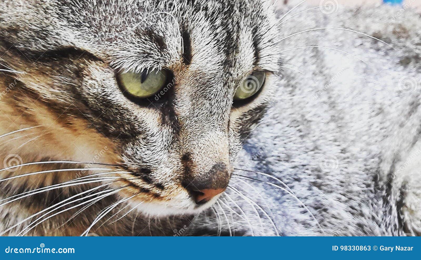 Cat stock image. Image of animals, pets, animal, nature - 98330863