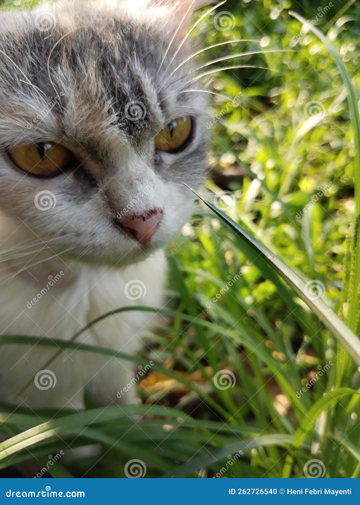 Cat in the Middle of the Green Grass Stock Photo - Image of middle ...