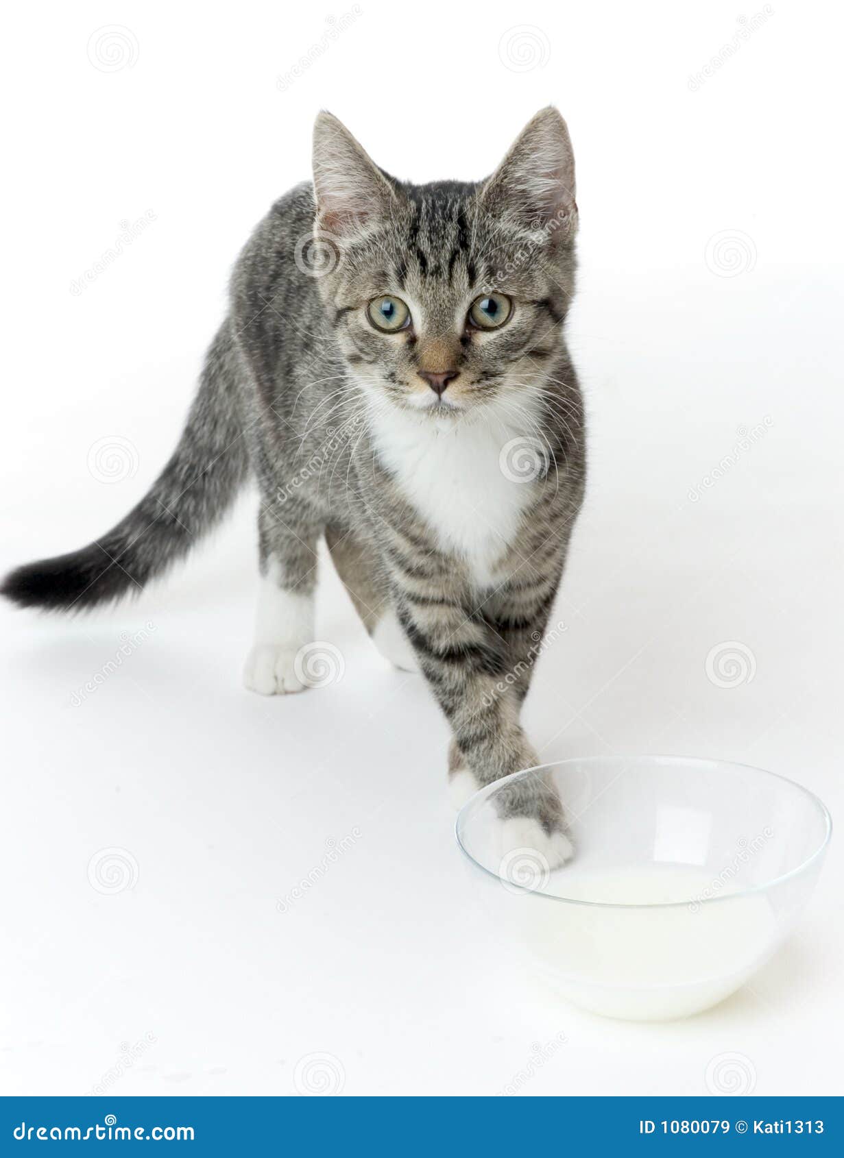 Cat with milk stock image. Image of thirst, young, walking - 1080079