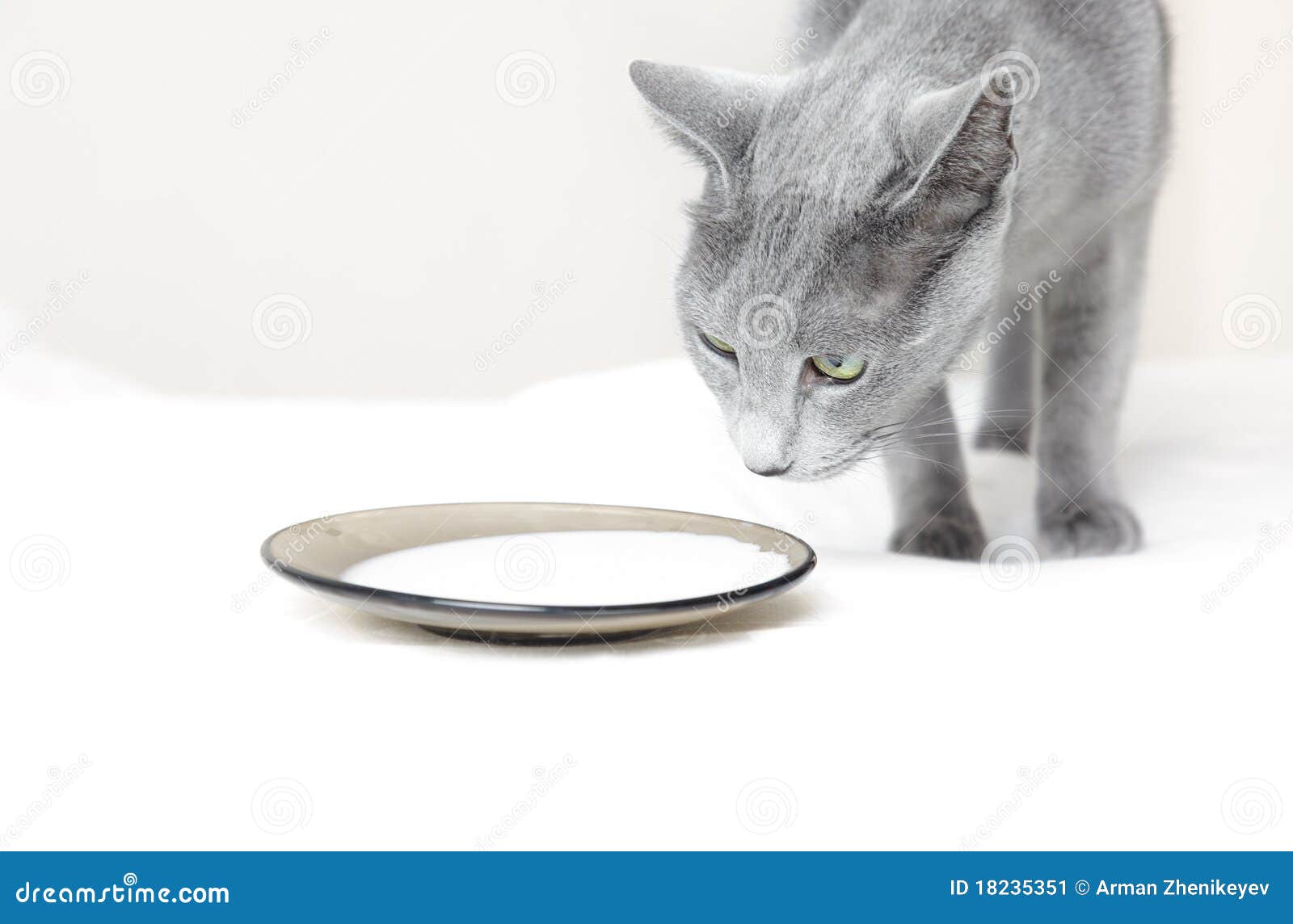 How Bad Is It?......Feeding Your Cat Milk?