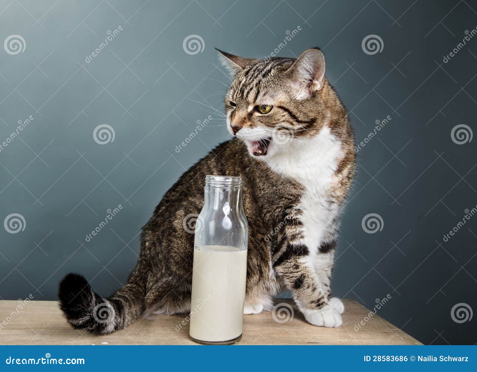 Cat and Milk Bottle stock photo. Image of milkbottle - 28583686