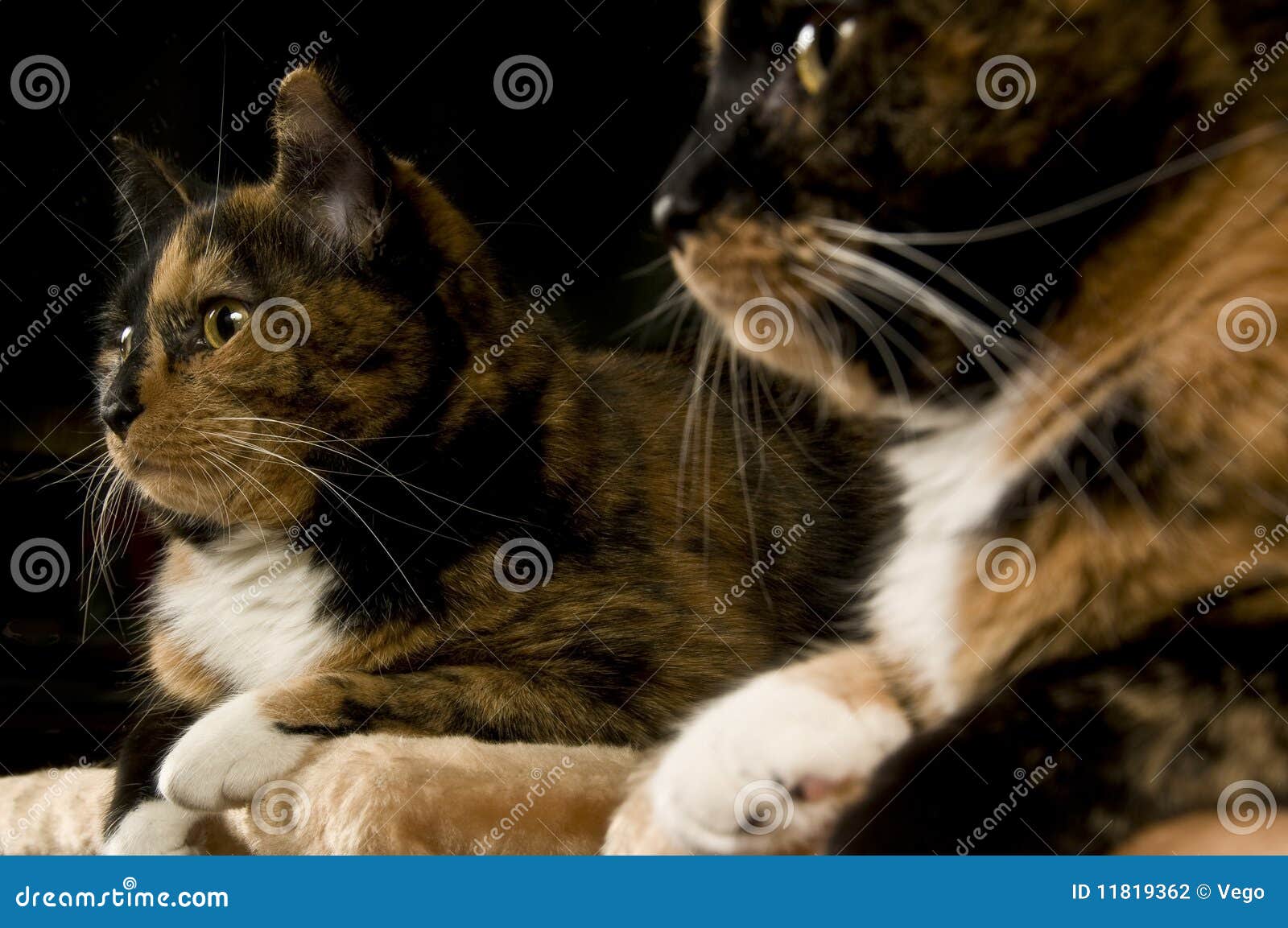 Cat in the mirror stock photo. Image of reflection, domestic - 11819362