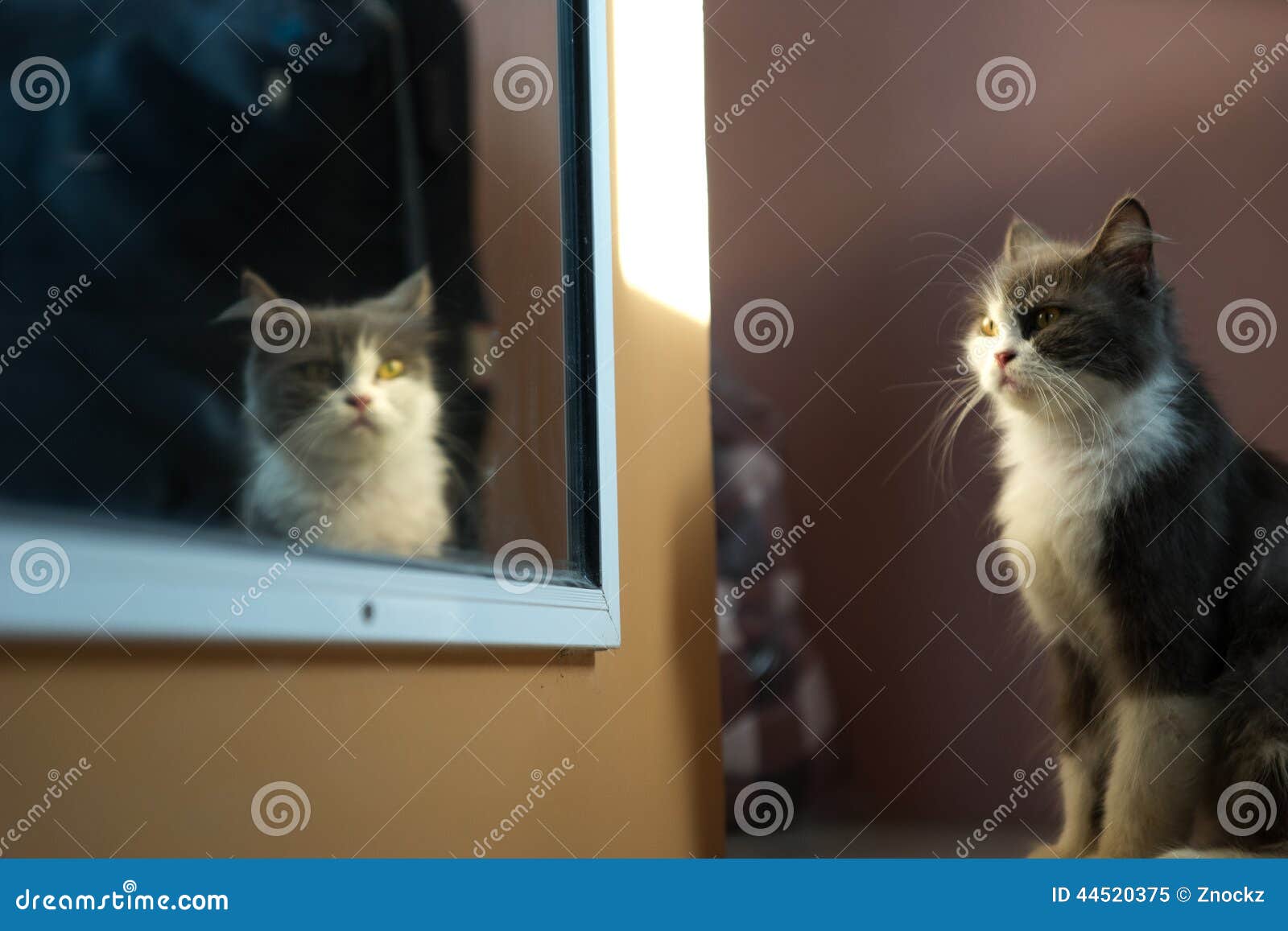 Cat Mirror immagine stock. Immagine di stanza, basamento - 44520375