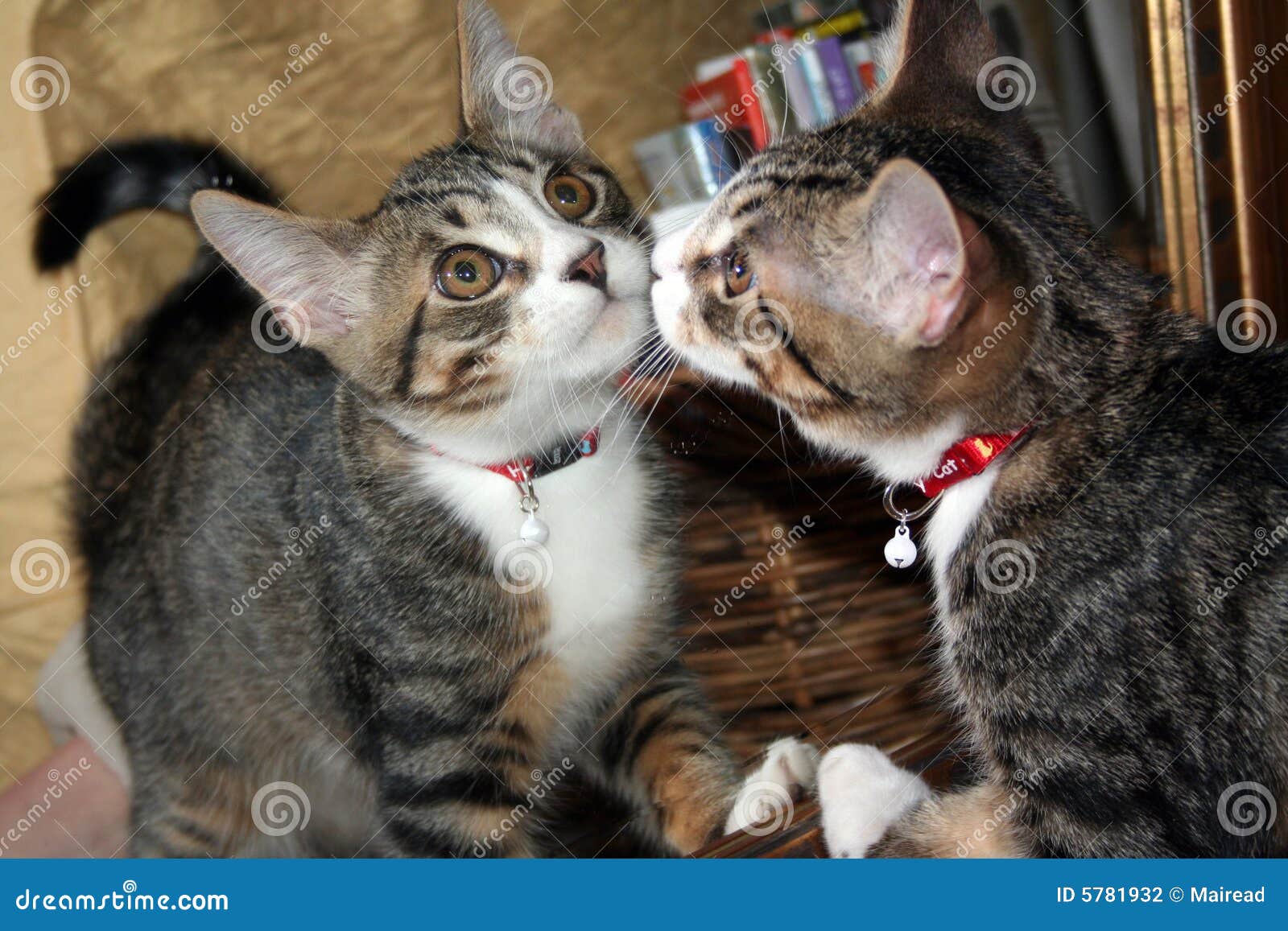 Cat in mirror stock photo. Image of gaze, stares, head - 5781932