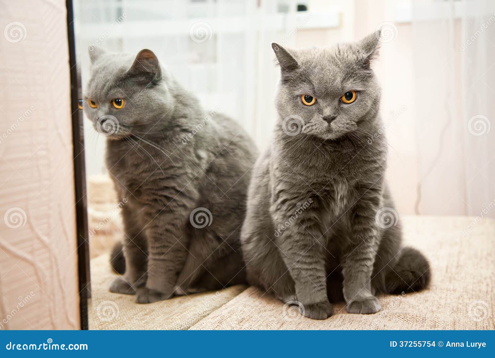 Cat in a mirror stock photo. Image of whisker, hair, gray - 37255754