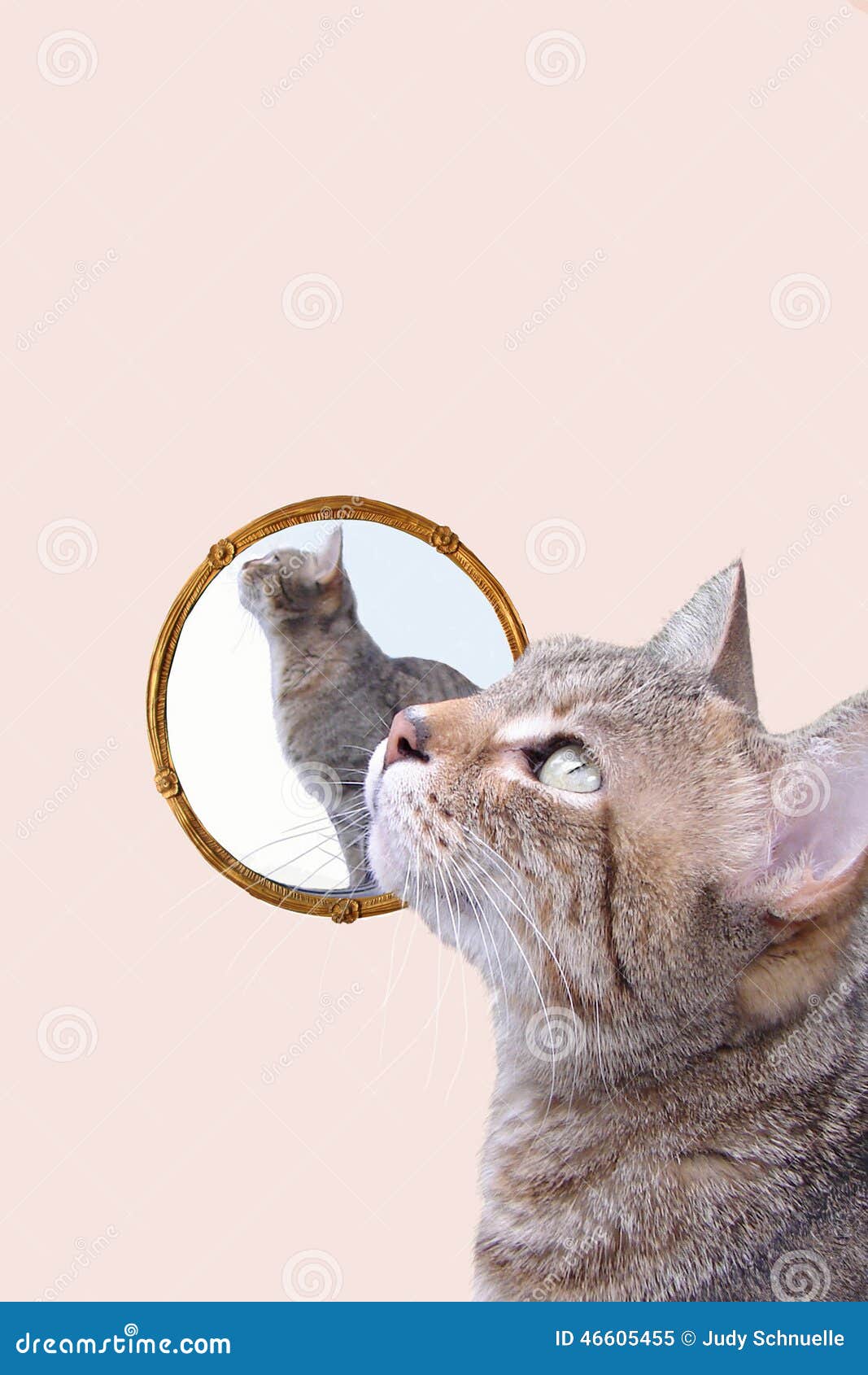 Cat in a Mirror stock image. Image of kitty, reflection - 46605455