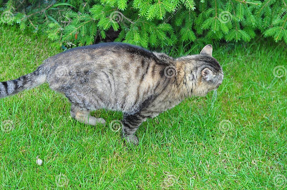 Cat with missing leg stock photo. Image of brown, handicapped - 20621780