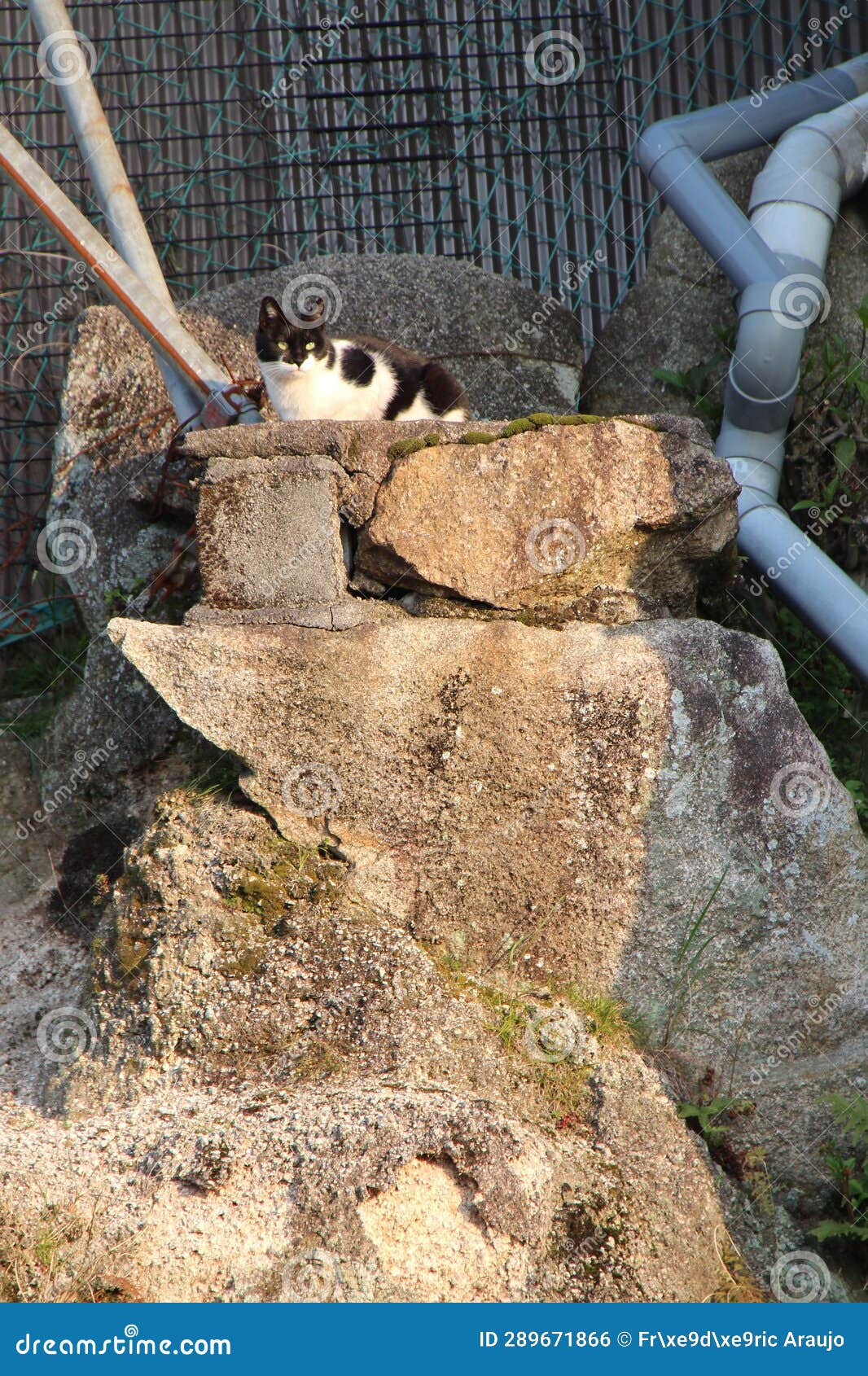Cat - miyajima - japan stock photo. Image of asian, animal - 289671866